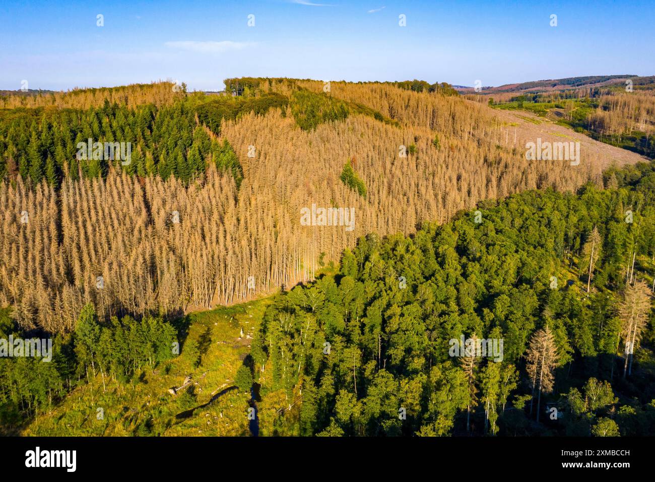 Sauerland, forest dieback, dead spruce trees, caused by the bark beetle ...