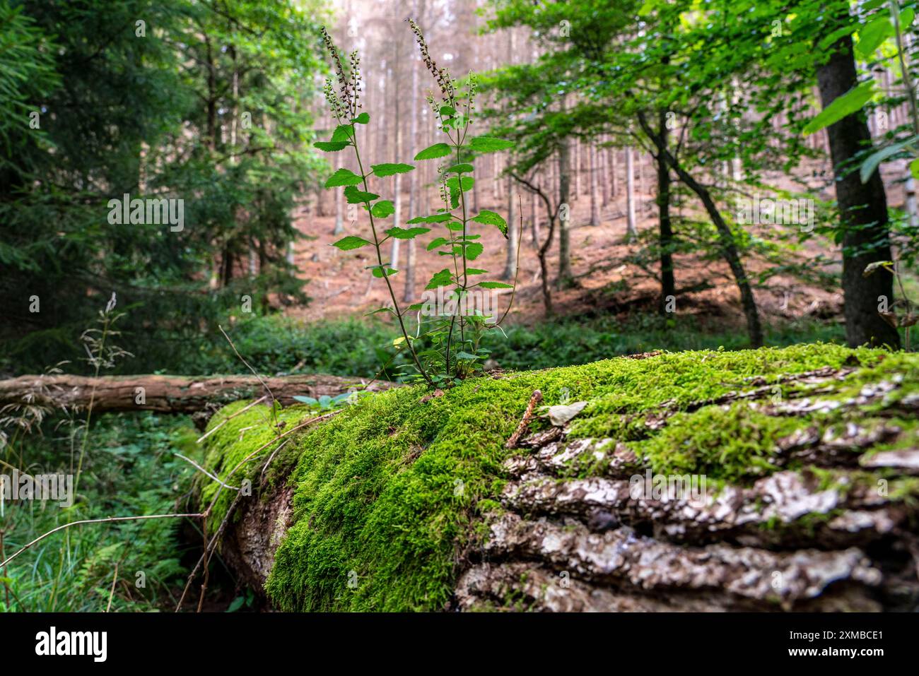 Plants, mosses growing on a dead, fallen tree, spruce, sage-gamander ...