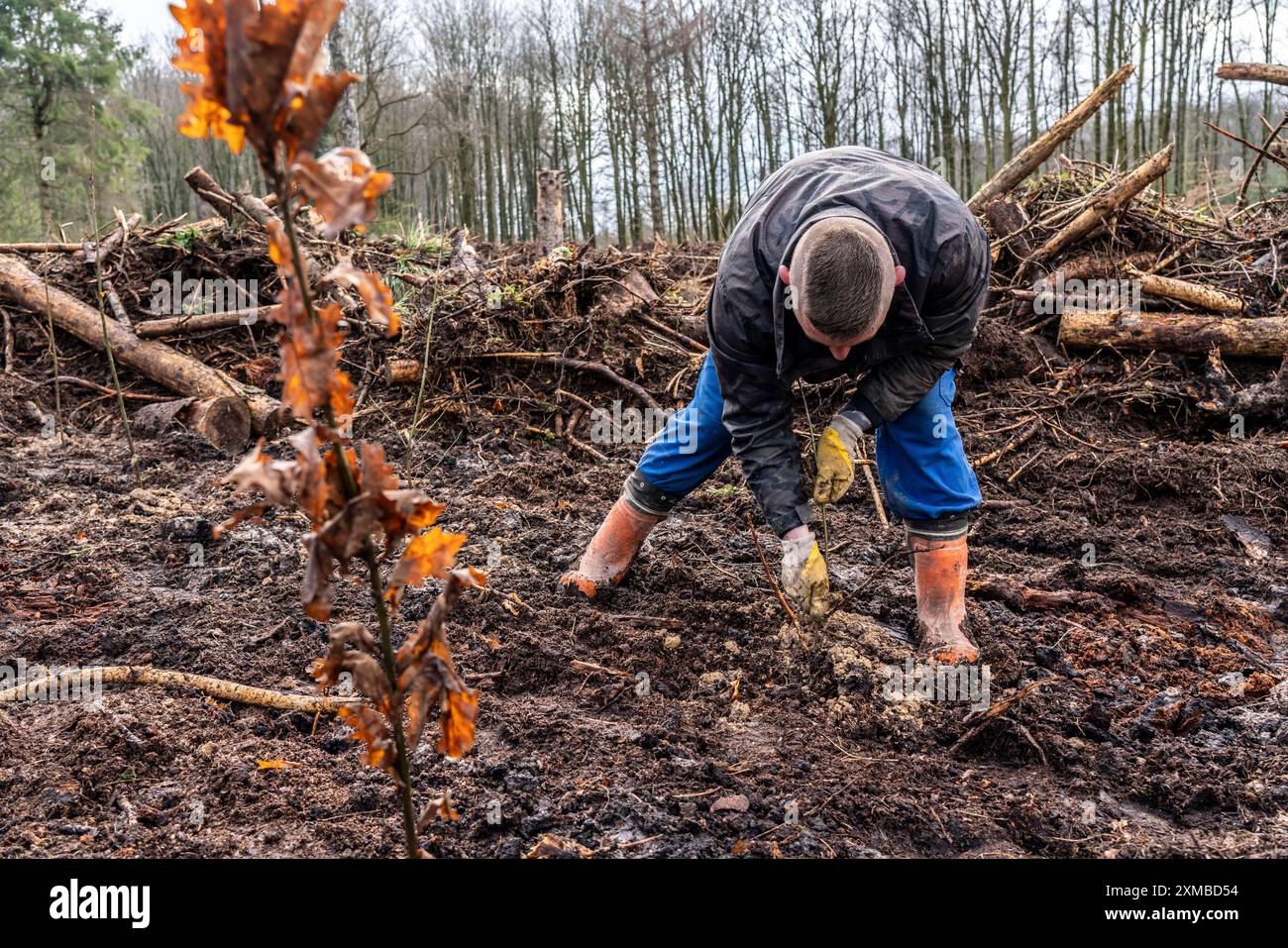 Reforestation in the Arnsberg Forest near Ruethen-Nettelstaedt, Soest ...