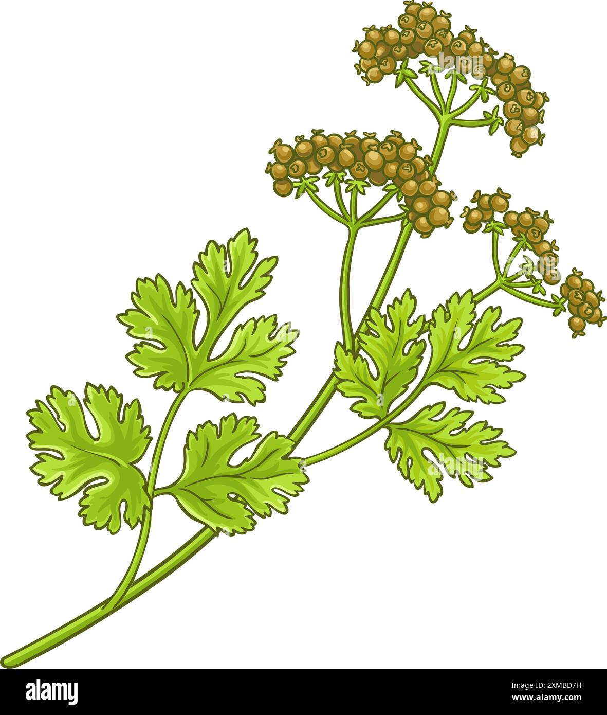 Coriander Branch Colored Detailed Illustration Stock Vector Image & Art ...