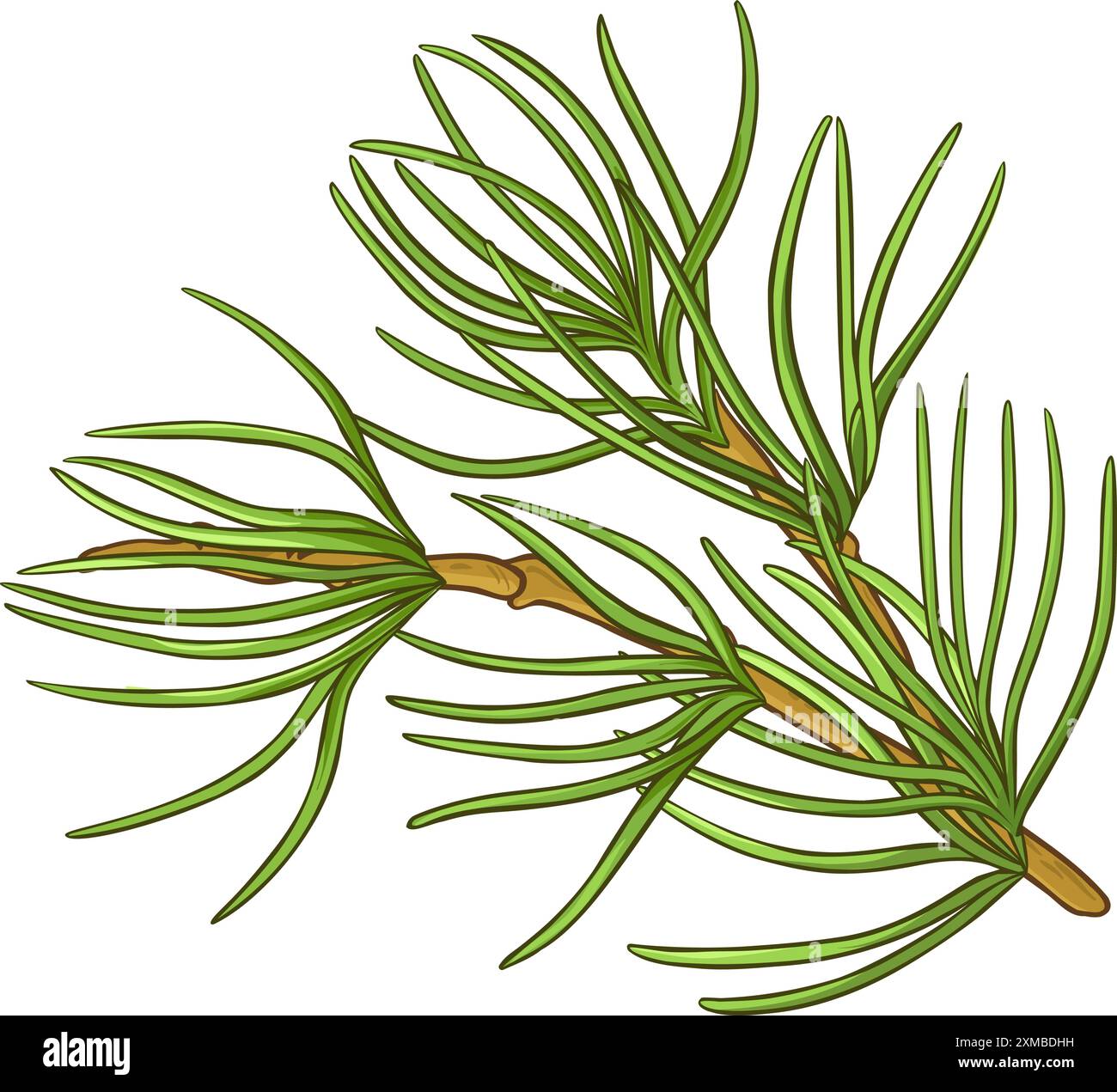 Pine Branch Colored Detailed Illustration Stock Vector Image & Art - Alamy