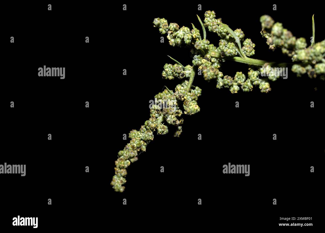 Chenopodium berlandieri, Chenopodium album is also called lambs ...