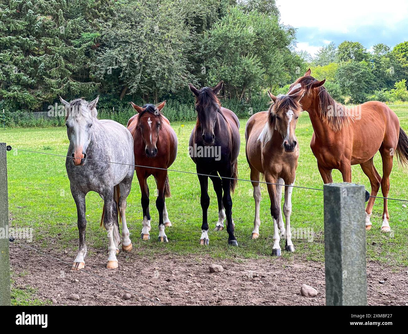 Horses Standing Across Fence