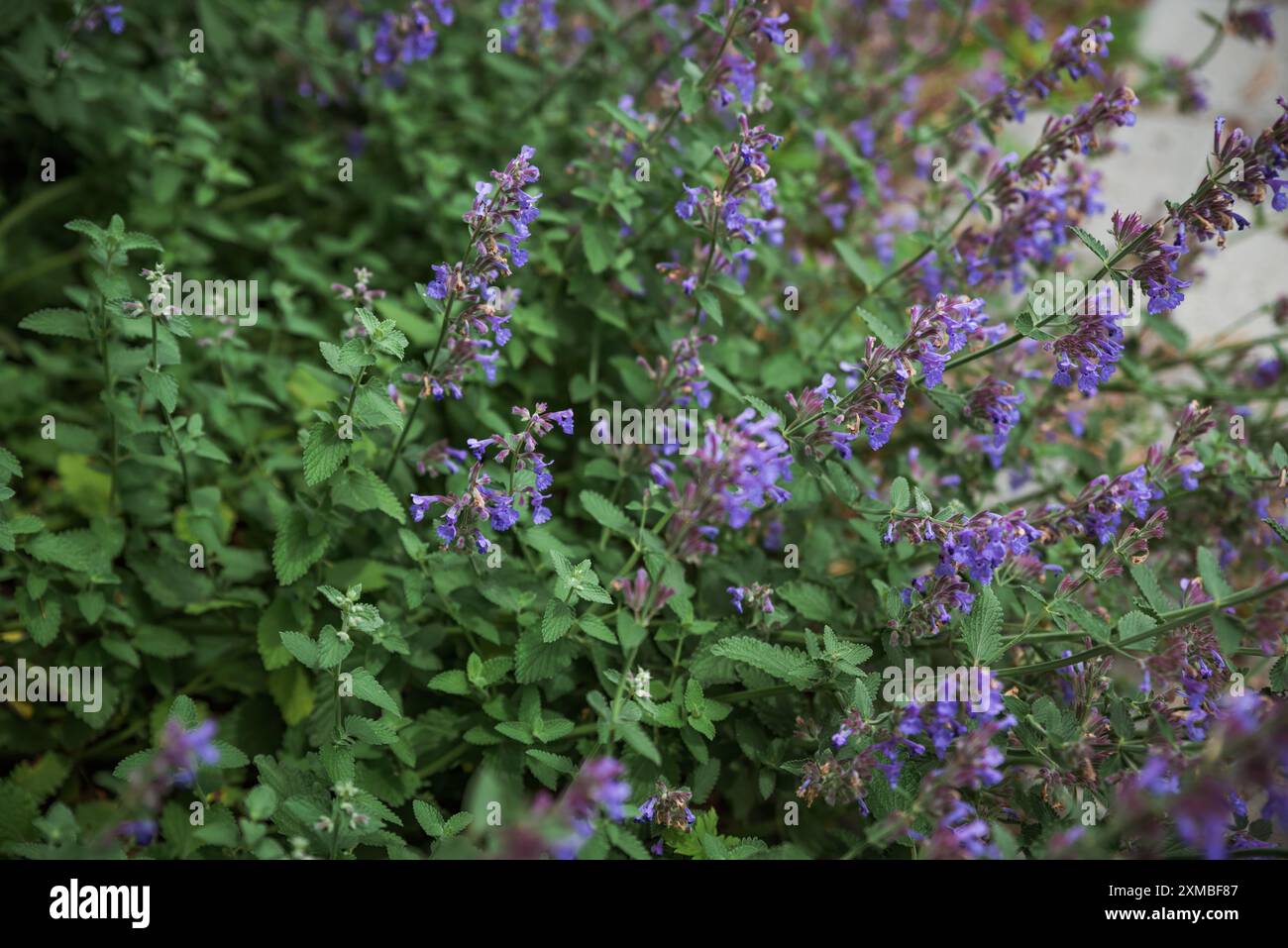 Nepeta sibirica, the Siberian catmint plant growing in russia Stock ...