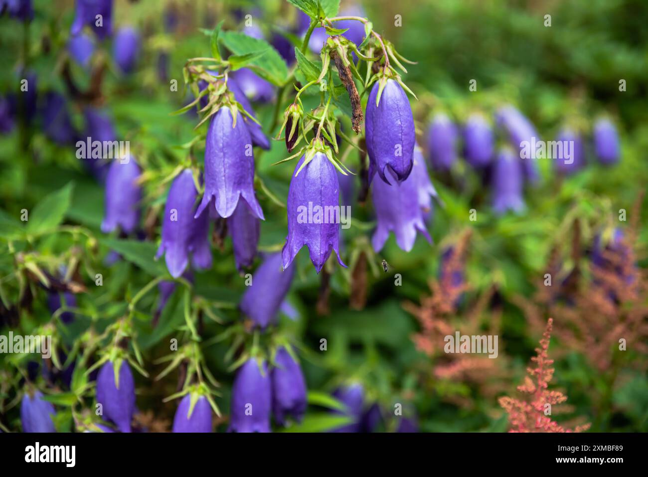 Creeping bell flower hi-res stock photography and images - Alamy