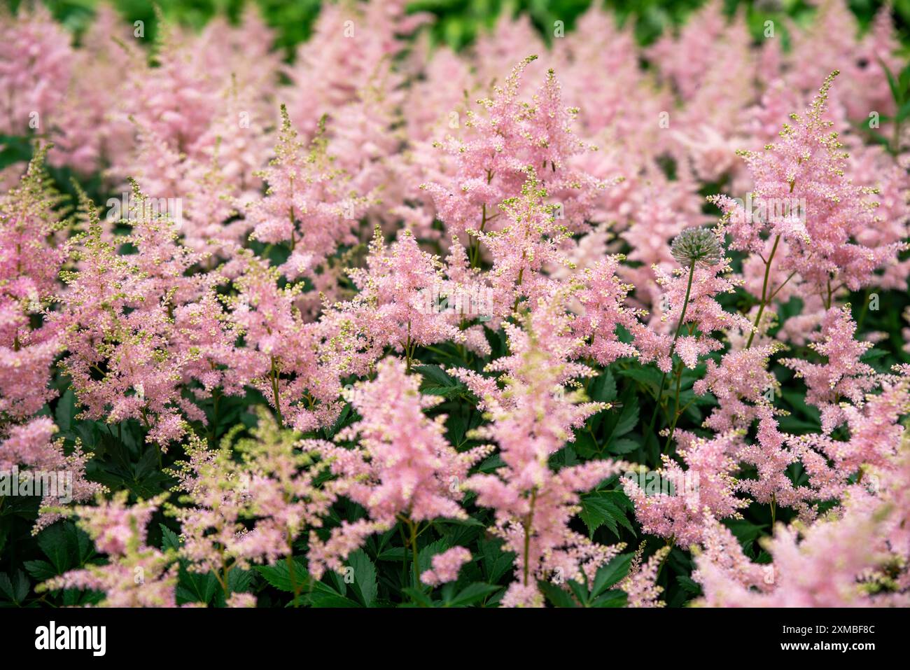 Lilac Astilbe flowers (false goat's beard). Queen ALexandra variety ...