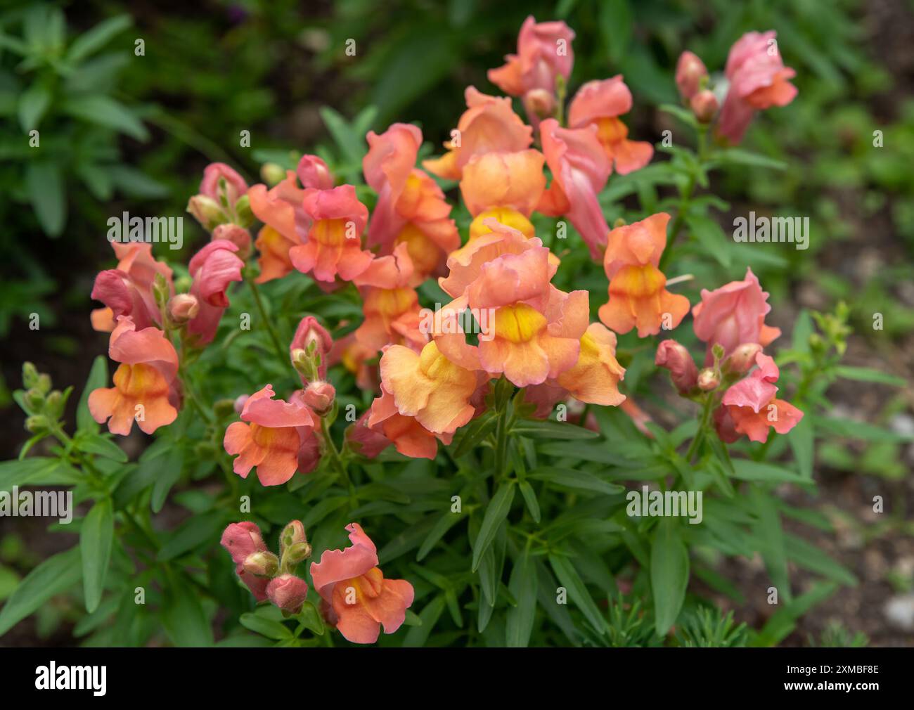 Antirrhinum known as dragon flower or snapdragon Stock Photo - Alamy