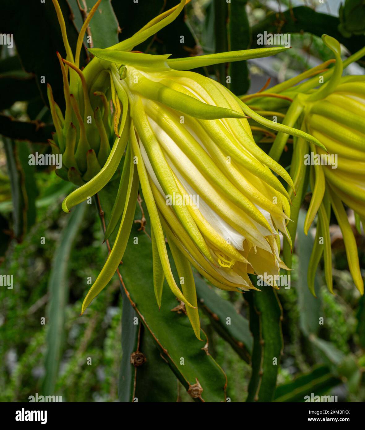 Close-up of the un-opened flower of hylocereus undatus (white-fleshed ...