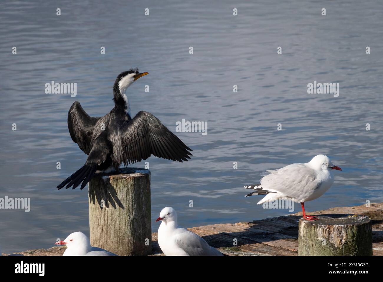 Black shag bird hi-res stock photography and images - Alamy