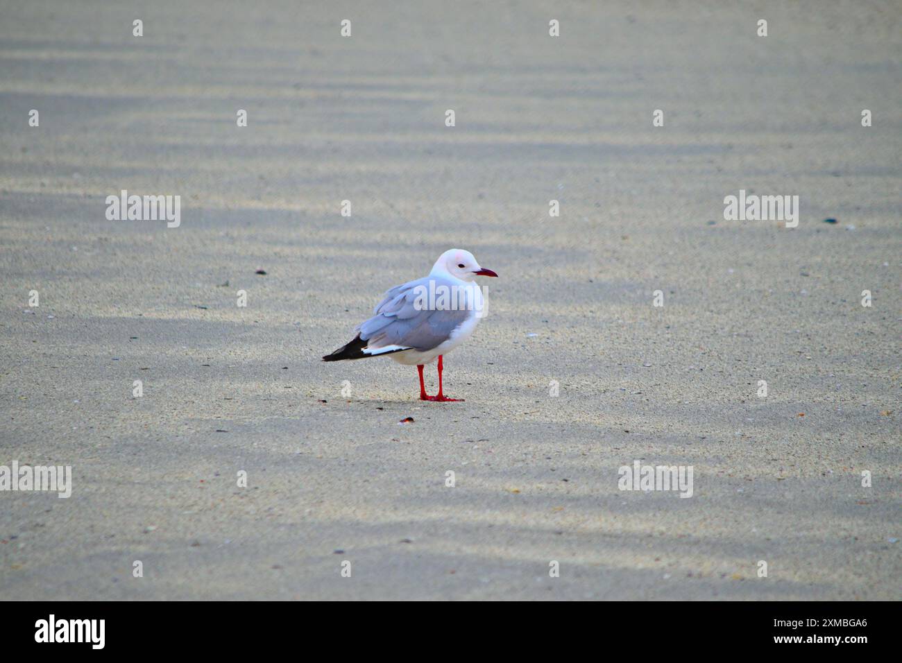 Red bill beach hi-res stock photography and images - Alamy