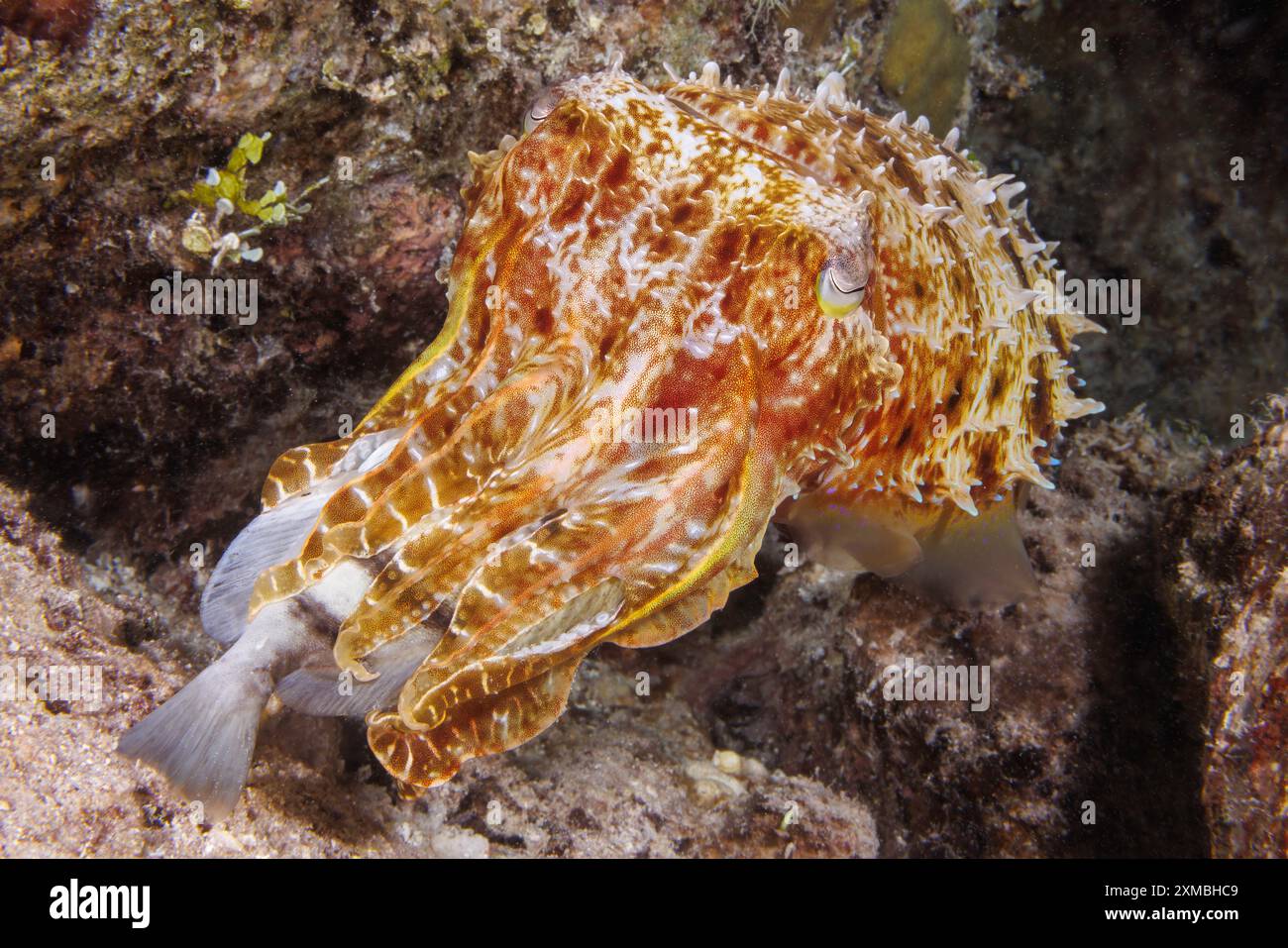 This broadclub cuttlefish, Sepia latimanus, is eating a convict ...