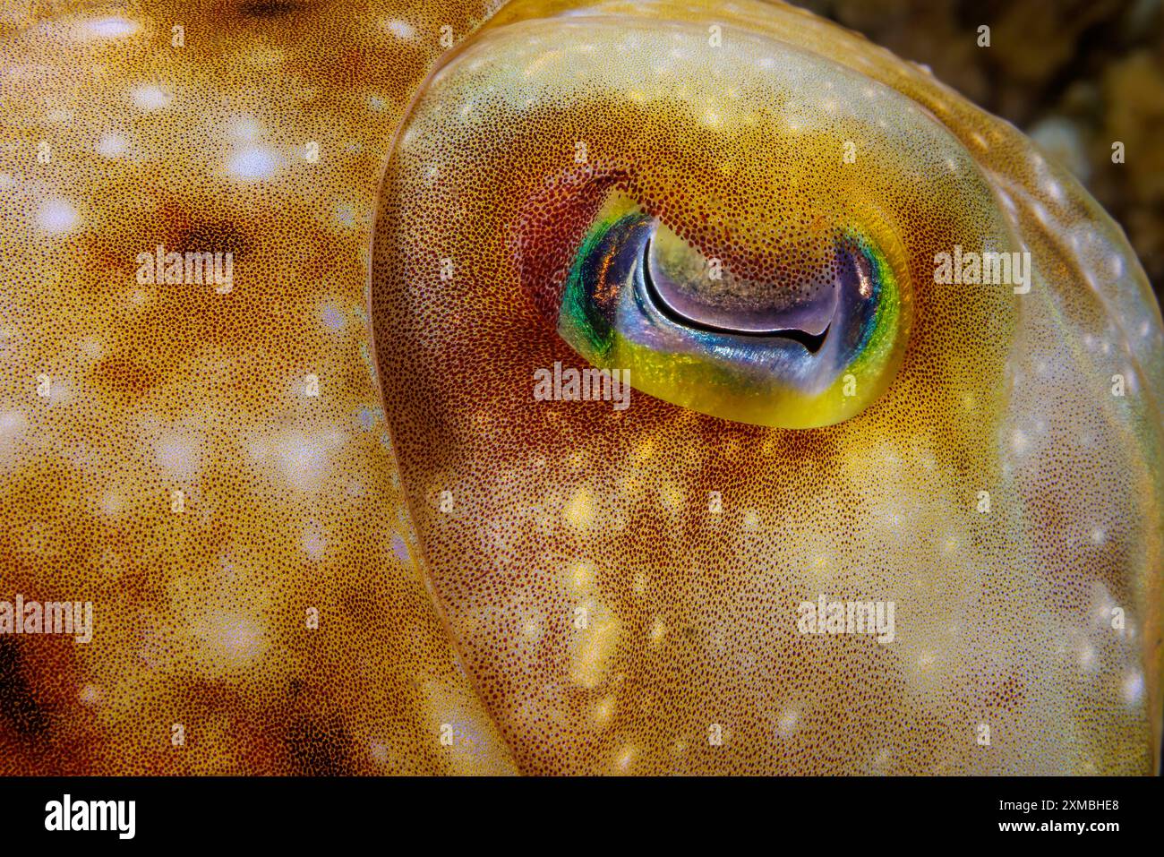 A close look at the eye of a broadclub cuttlefish, Sepia latimanus, at ...