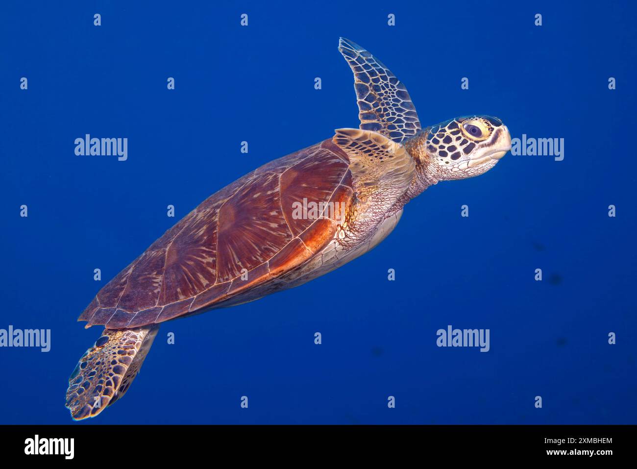A green sea turtle, Chelonia mydas, in blue water off the island of ...
