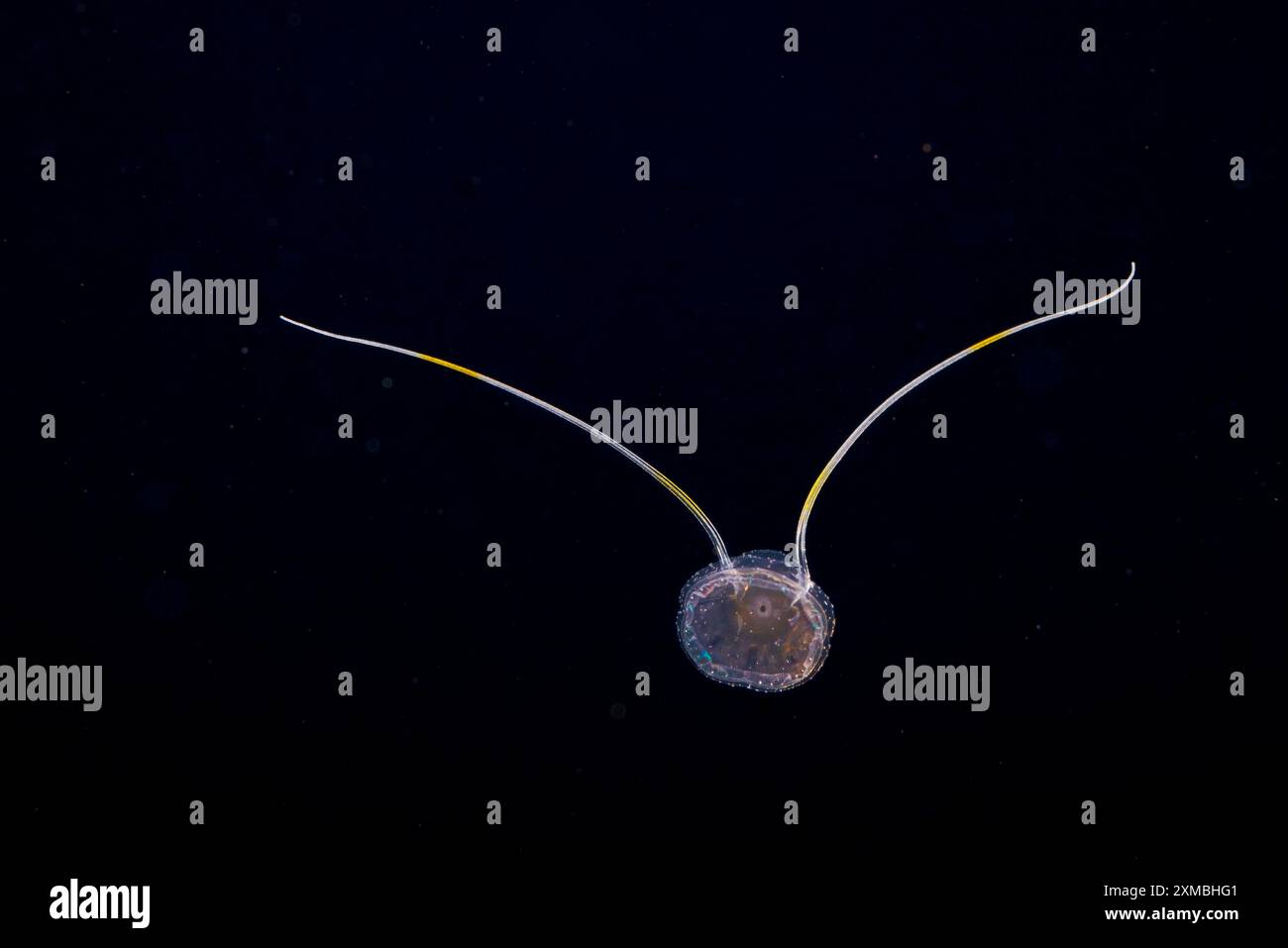 Narcomedusa, Solmundella bitentaculata, photographed at night on a ...