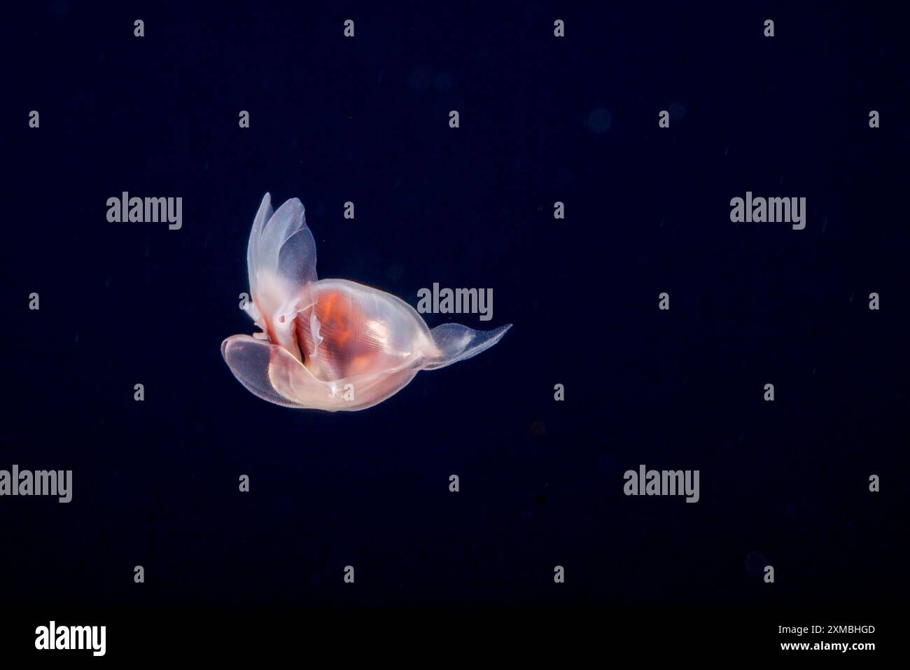 This is a pteropod, Hydromyles globulosus. They are shell less snails ...