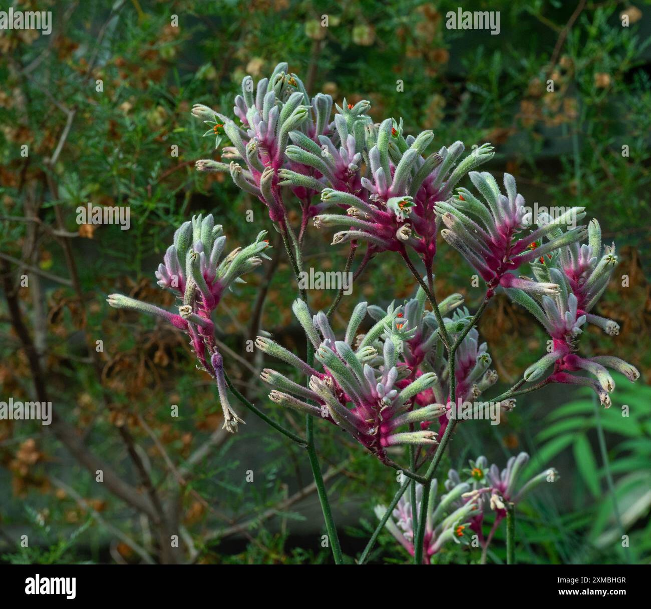 Yellow kangaroo paw, Anigozanthos flavidus, Native to southwest Western ...
