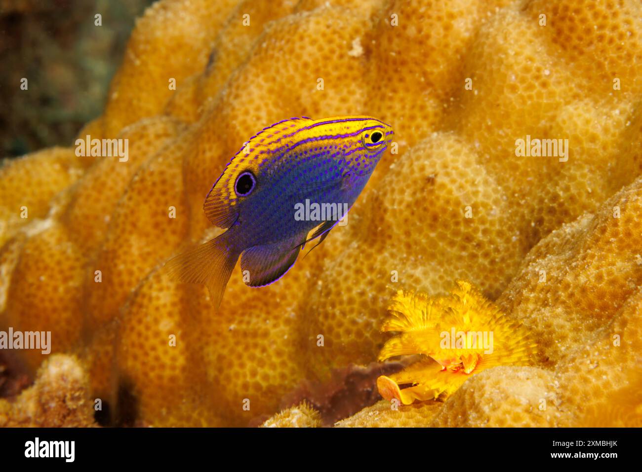 The princess damsel, Pomacentrus vaiuli, is also known as the ocellate ...