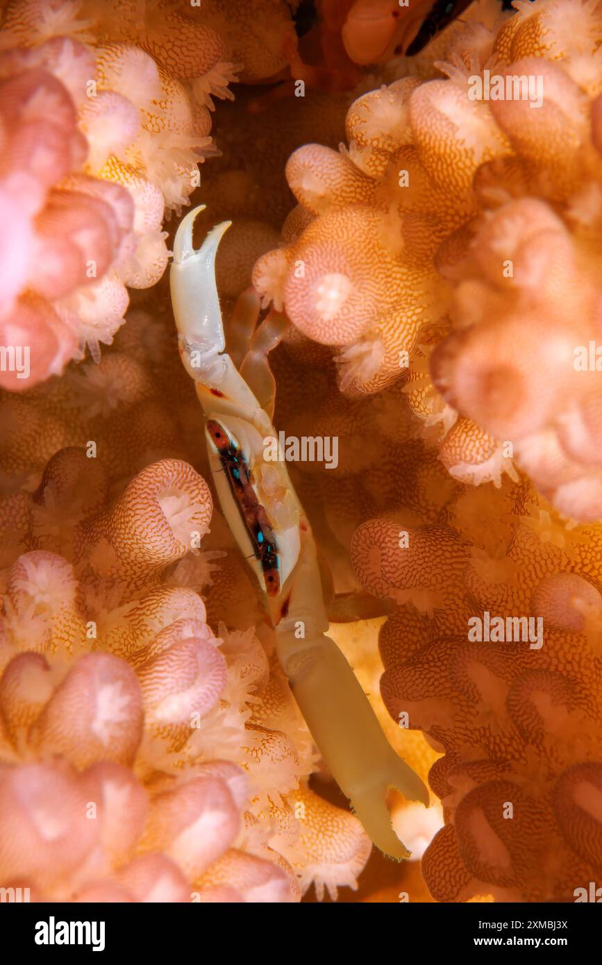 Marine biodiversity guam hi-res stock photography and images - Alamy