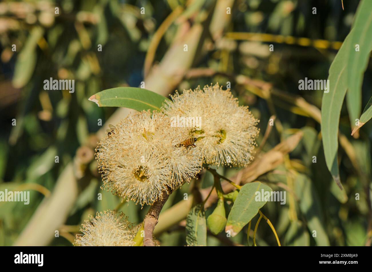 Honey Bees Busy Pollinating an Australian Sugar Gum Tree (Eucalyptus ...