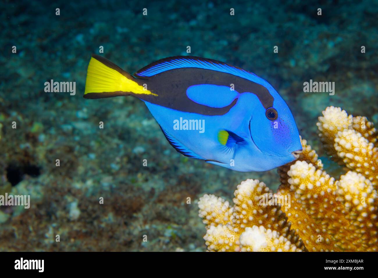 The palette surgeonfish tang, Paracanthurus hepatus, is also known as ...