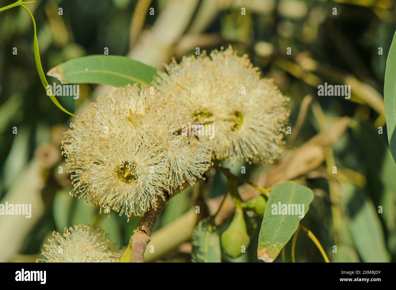Bees pollinating yellow flowers of the rare Desmond Mallee, Eucalyptus ...