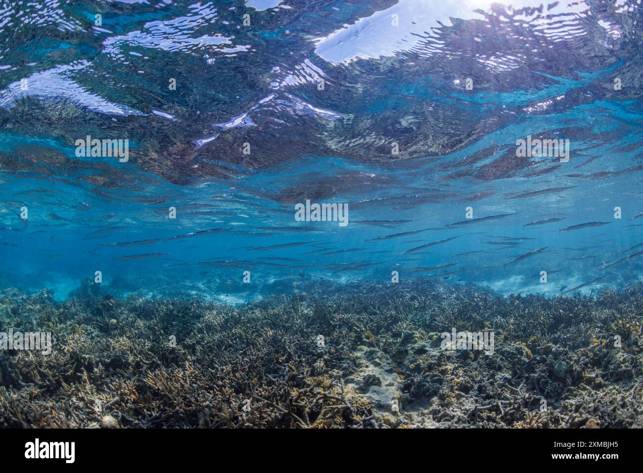 A school of keeltail needlefish, Platybelone argalus, underwater near ...
