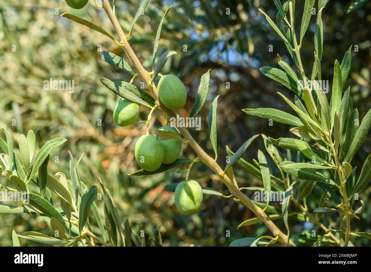Olives growing in vegetable garden at agricultural farm. Healthy food ...