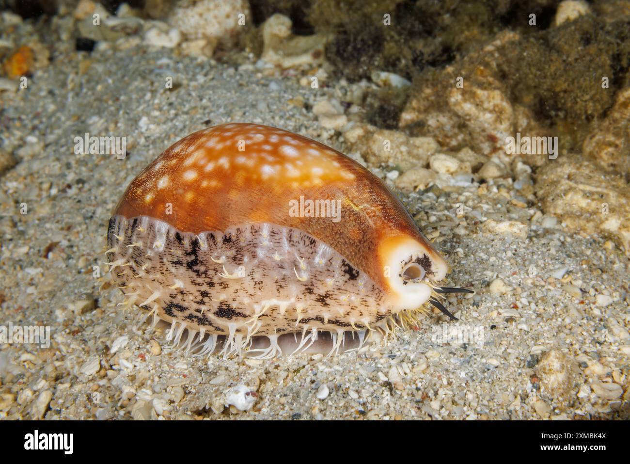 The calf cowry, Lyncina vitellus, is also known as Pacific deer cowry ...