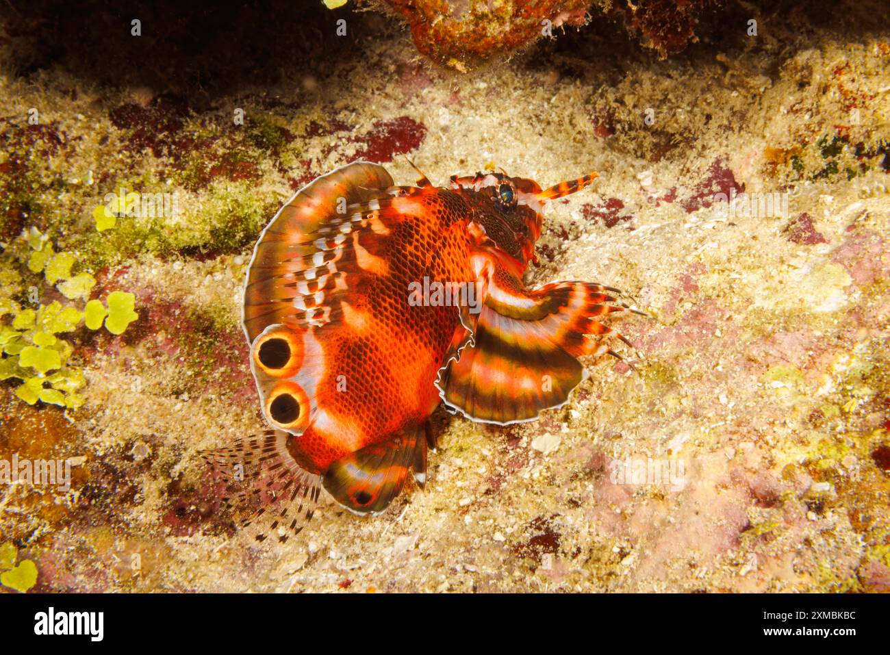 The twinspot lionfish, Dendrochirus biocellatus, is also known as the ...
