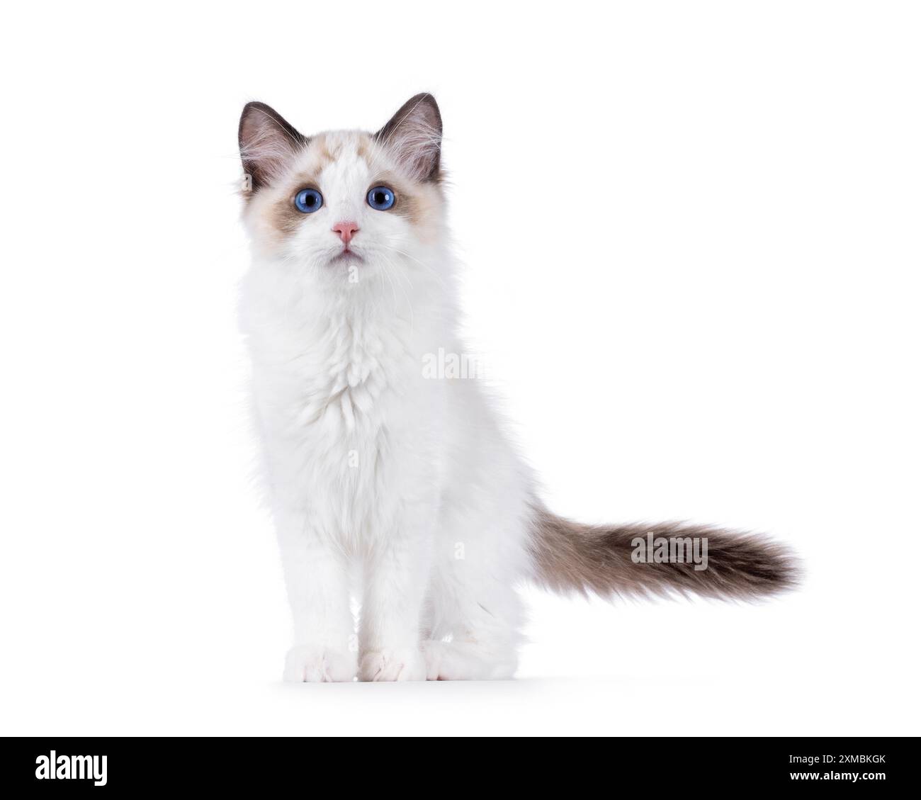 Adorable Ragdoll cat kitten standing facing front. Looking curious ...
