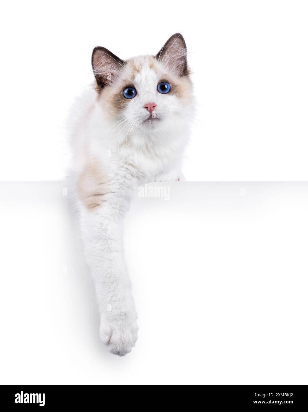 Adorable Ragdoll cat kitten standing facing front with paws hanging ...