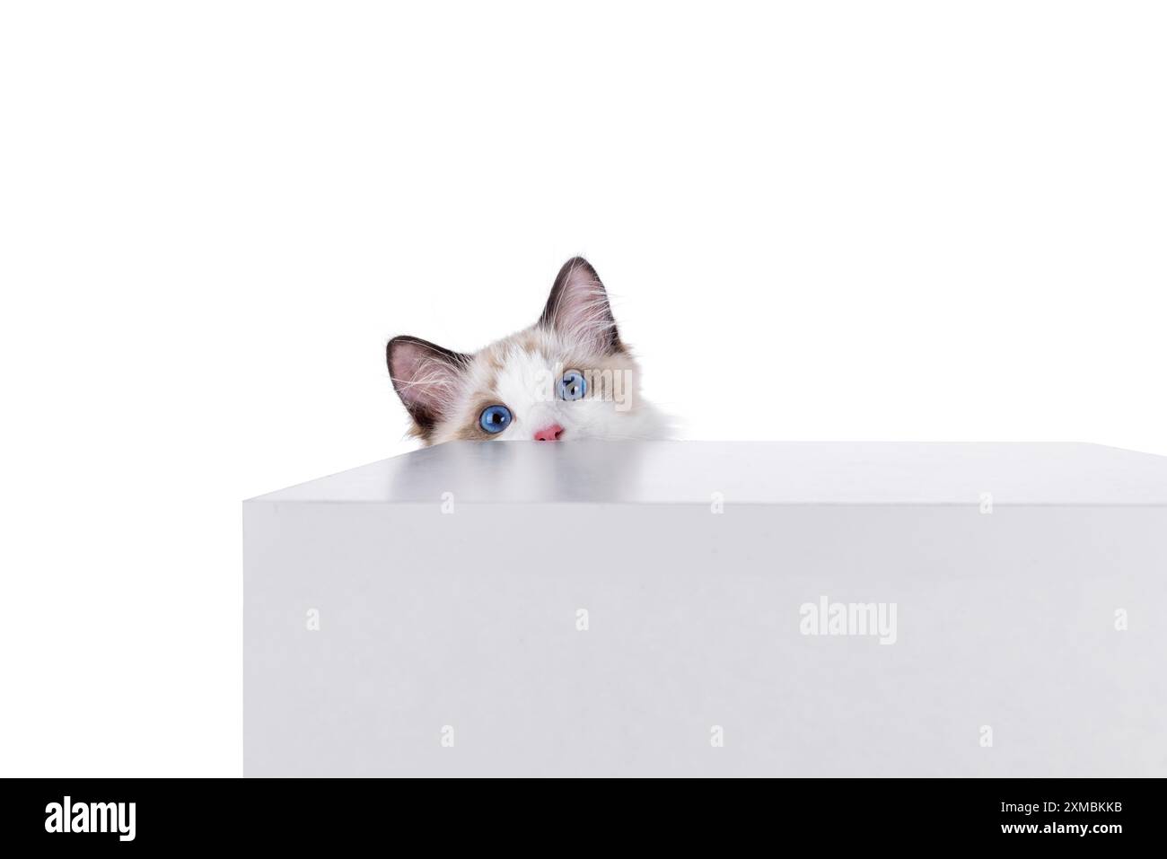 Adorable Ragdoll cat kitten hiding behind white pedestal corner ...
