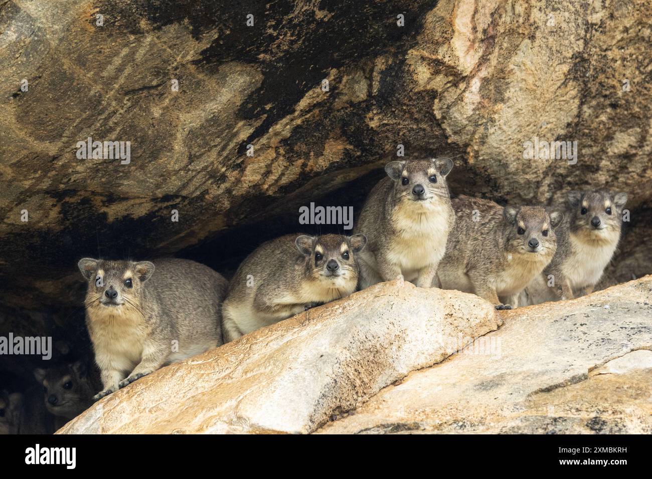 Bush Hyrax live in family clans in rocky habitats. They seek shelter ...