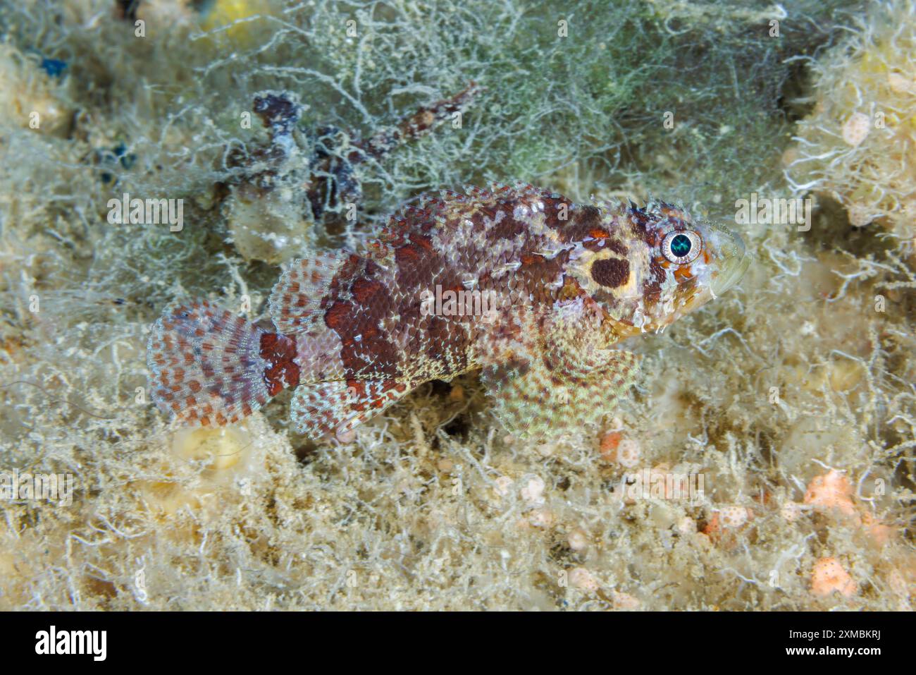 The Guam scorpionfish, Scorpaenodes guamensis, is also known as the common scorpionfish, Guam ...