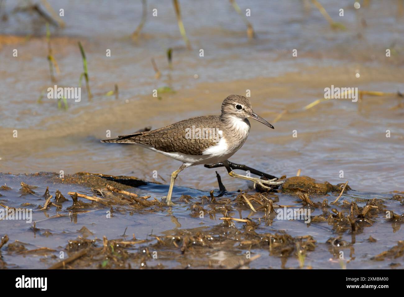 The common Sandpiper is a very common migratory wading bird around ...