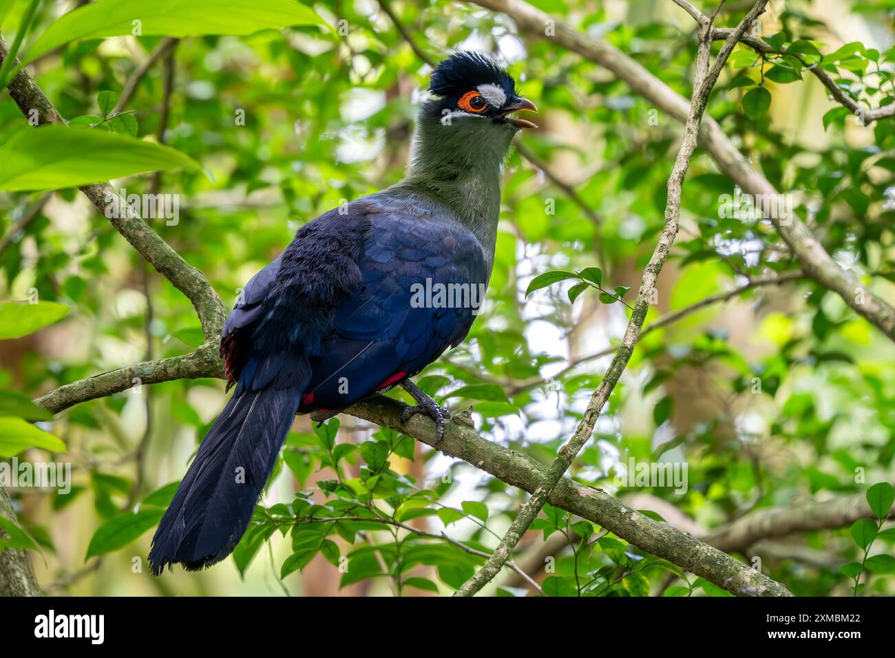 Hartlaub's Turaco - Tauraco hartlaubi, beautiful colored large turaco ...