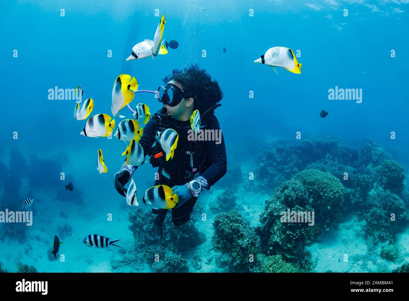 Diver (MR) and a school of Pacific double-saddle butterflyfish ...