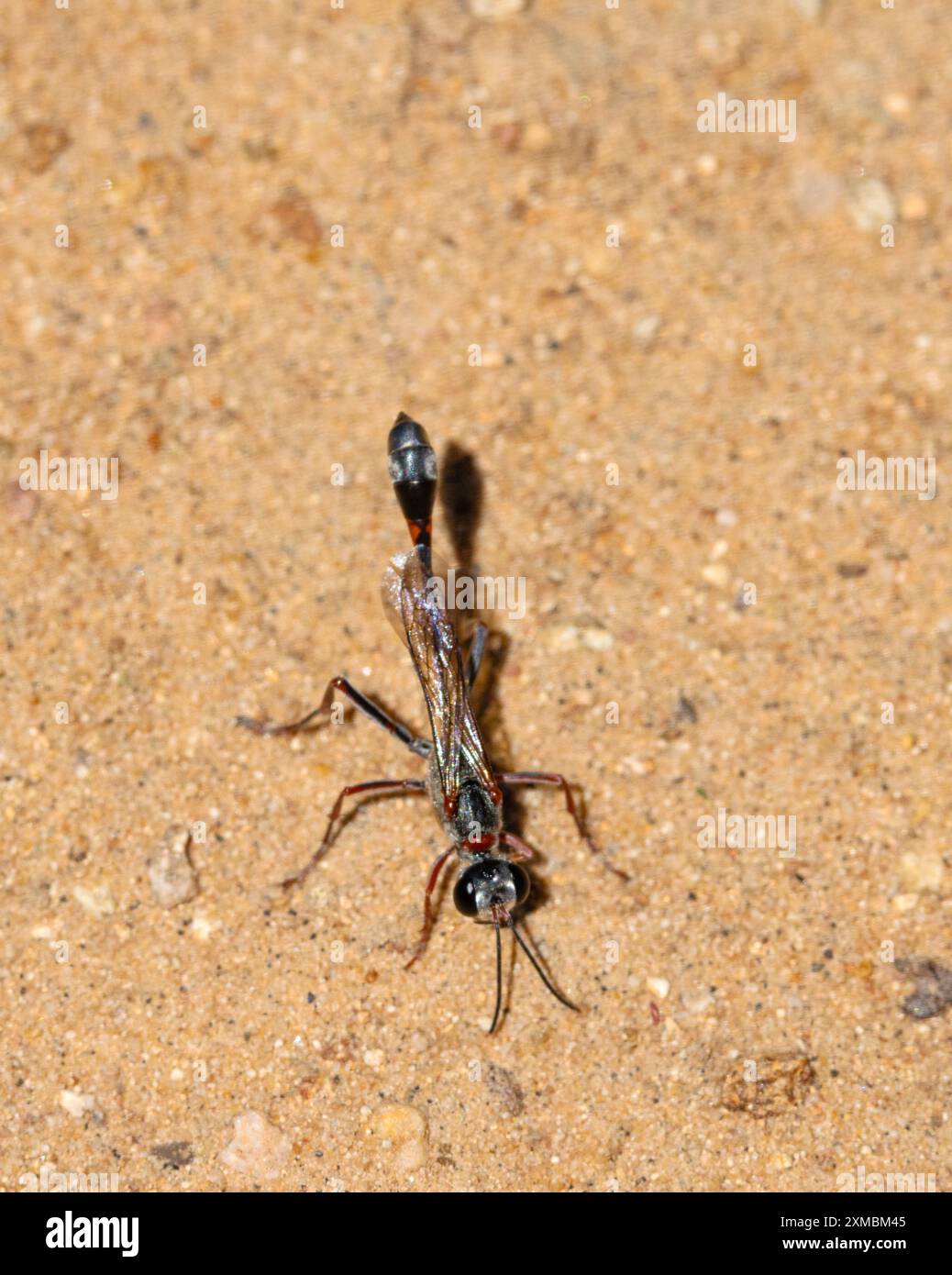 The female Thread-waist Wasp in a solitary hunter of caterpillars ...