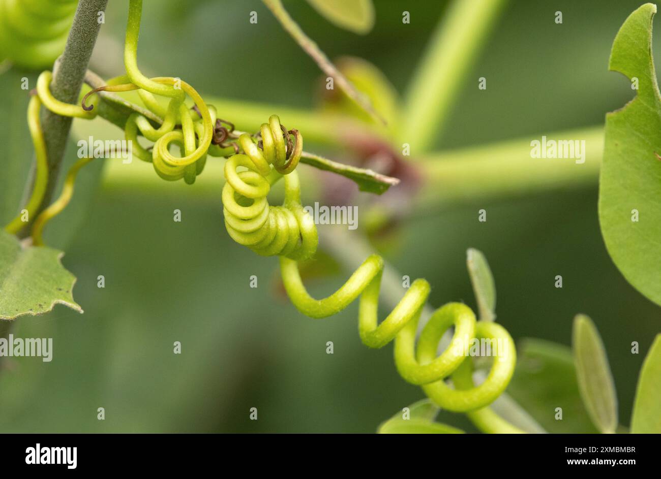 Vitaceaem ampleidaceae hi-res stock photography and images - Alamy