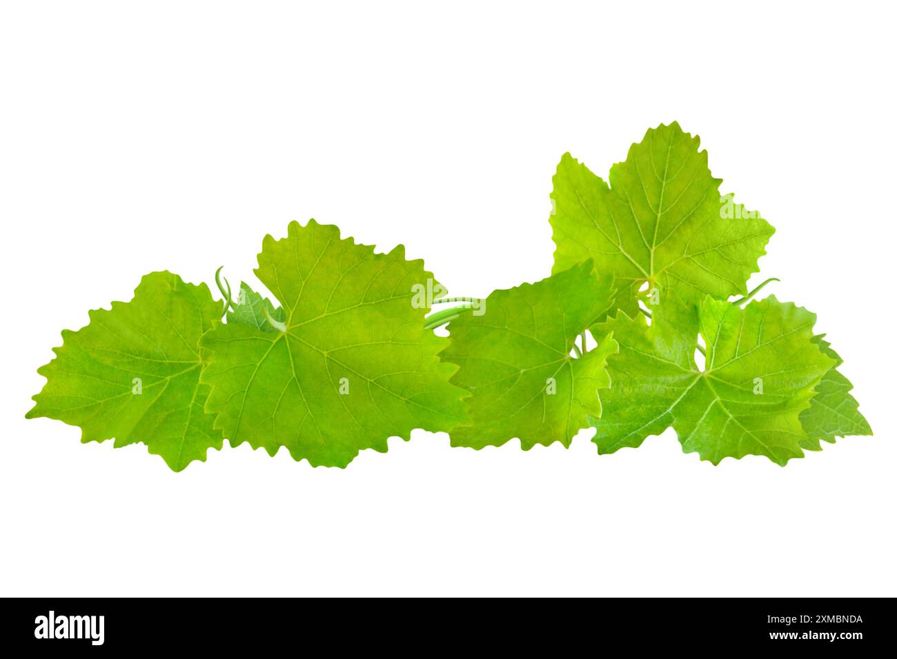 Wine leaves isolated on white background Grapevine Stock Photo - Alamy