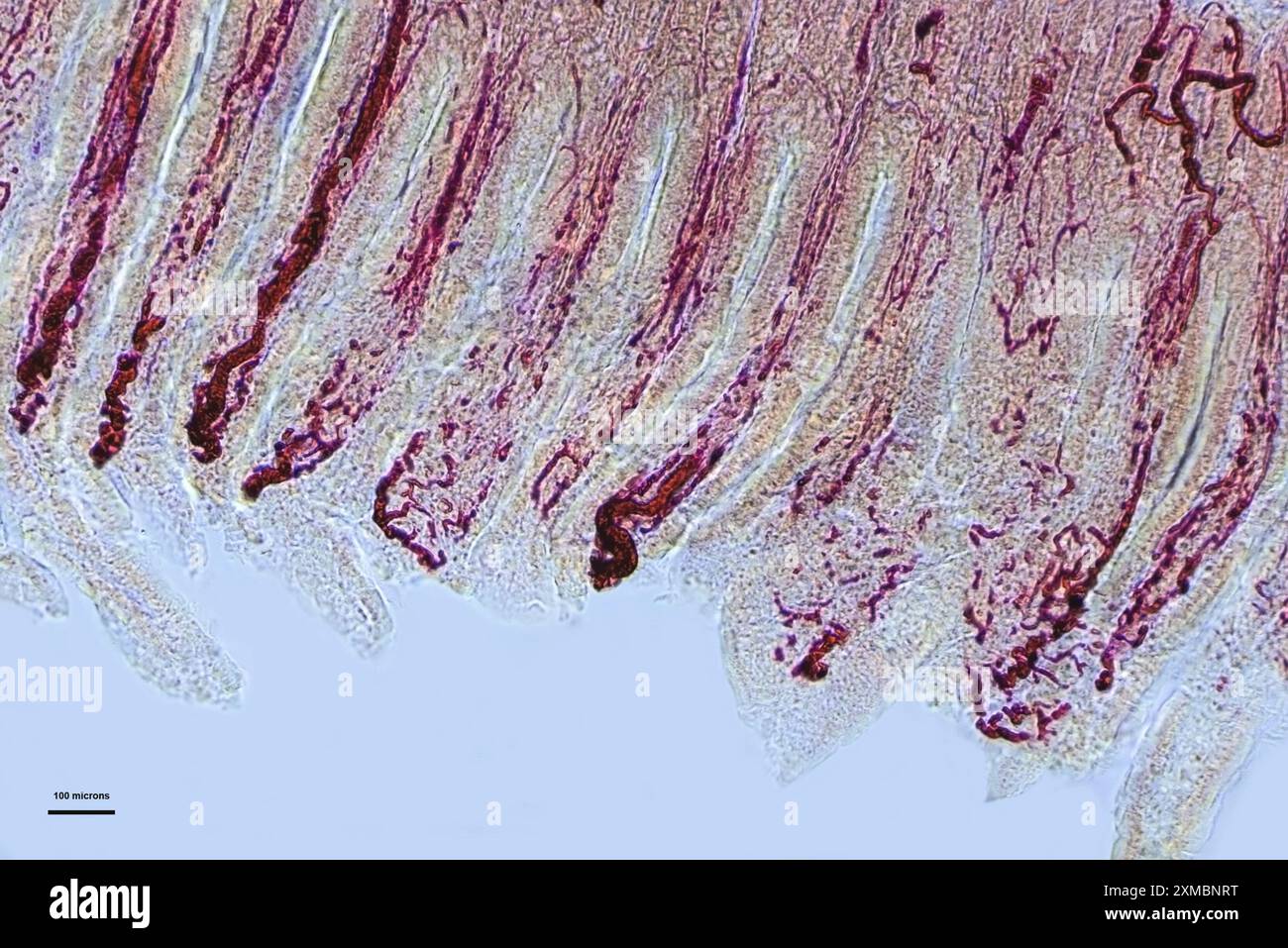 Small intestine injected transverse section under a light microscope ...