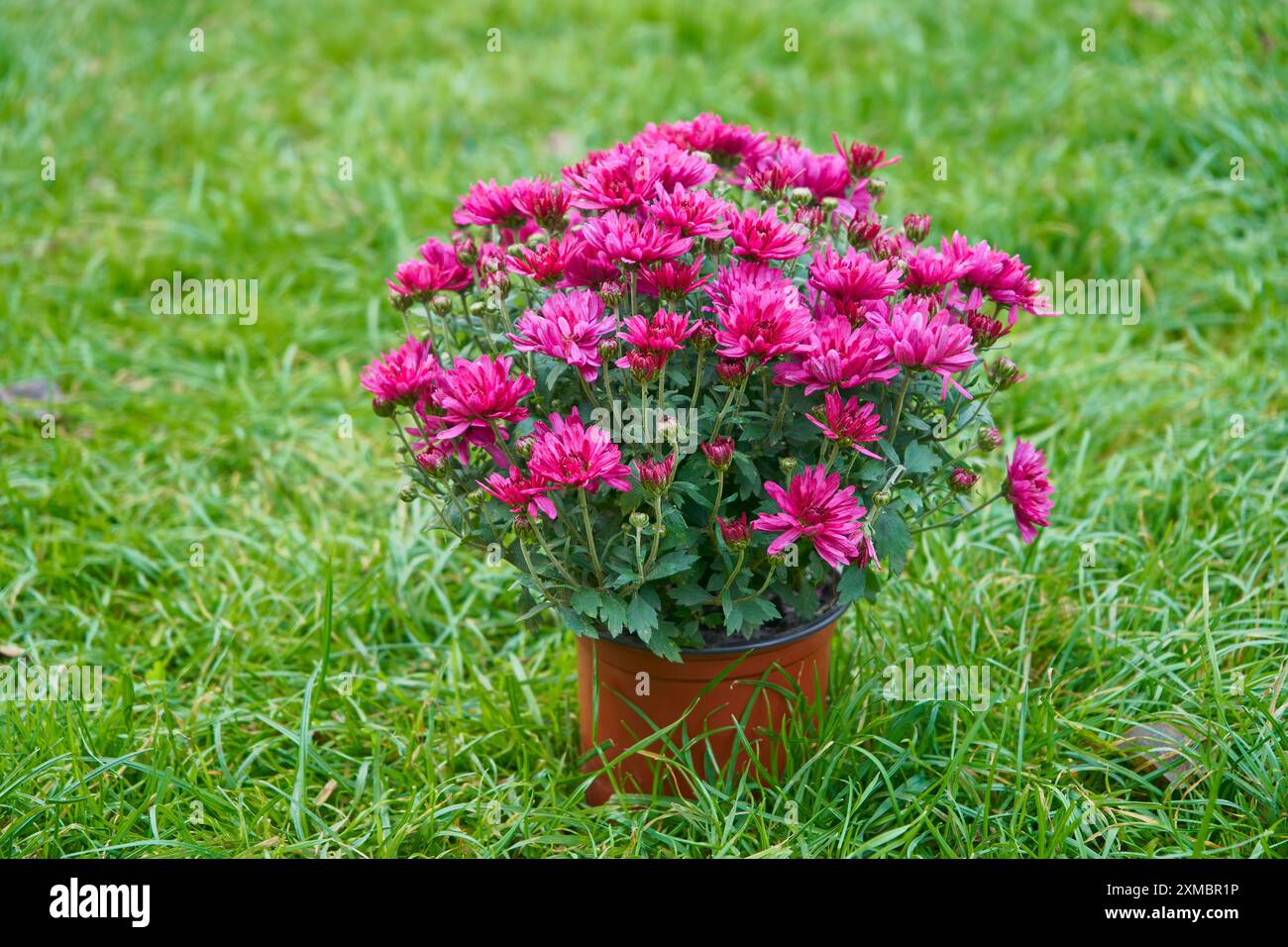 Chrysanthemum in pot hi-res stock photography and images - Alamy