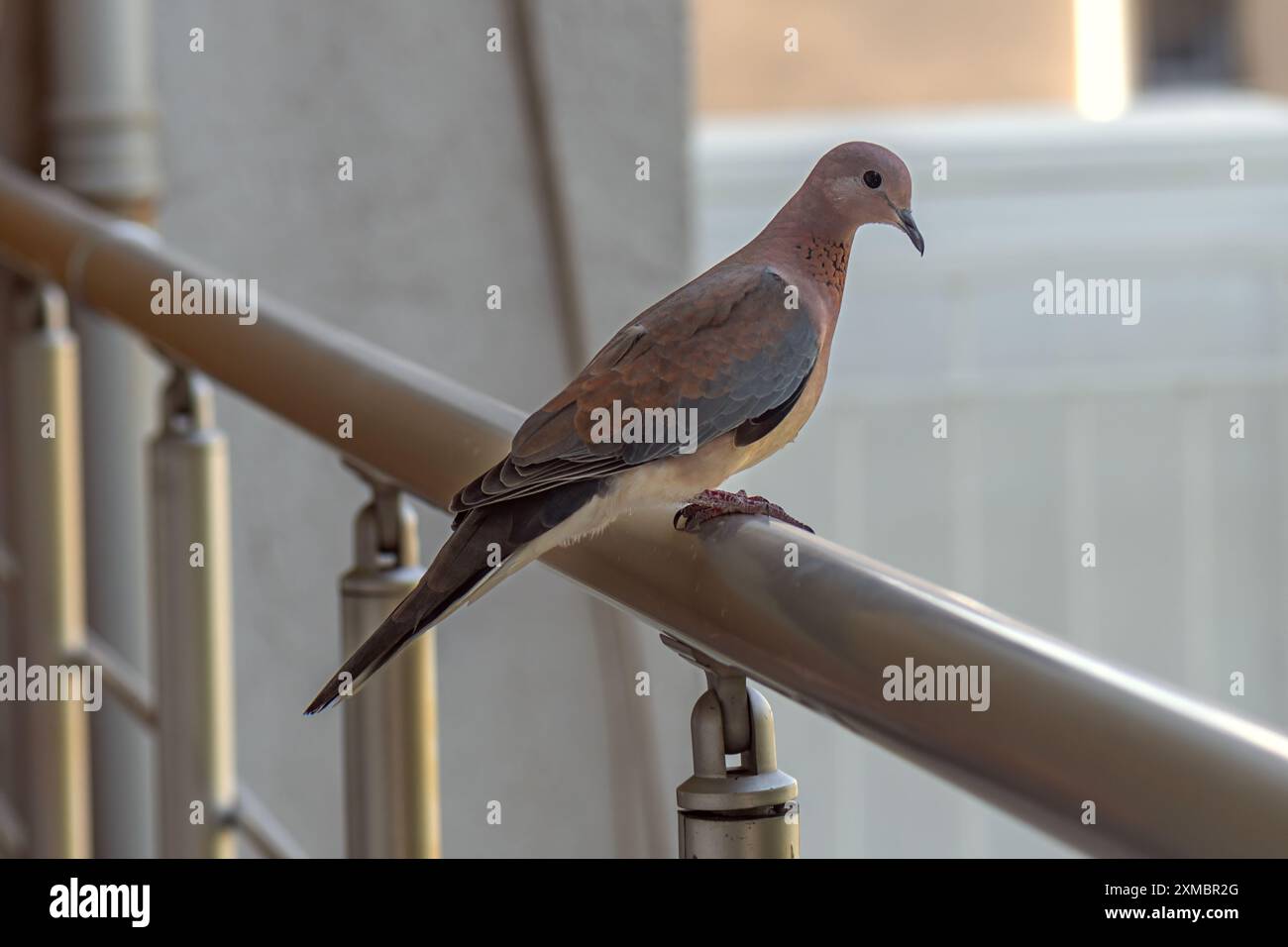 Balcony nature garden birds hi-res stock photography and images - Alamy