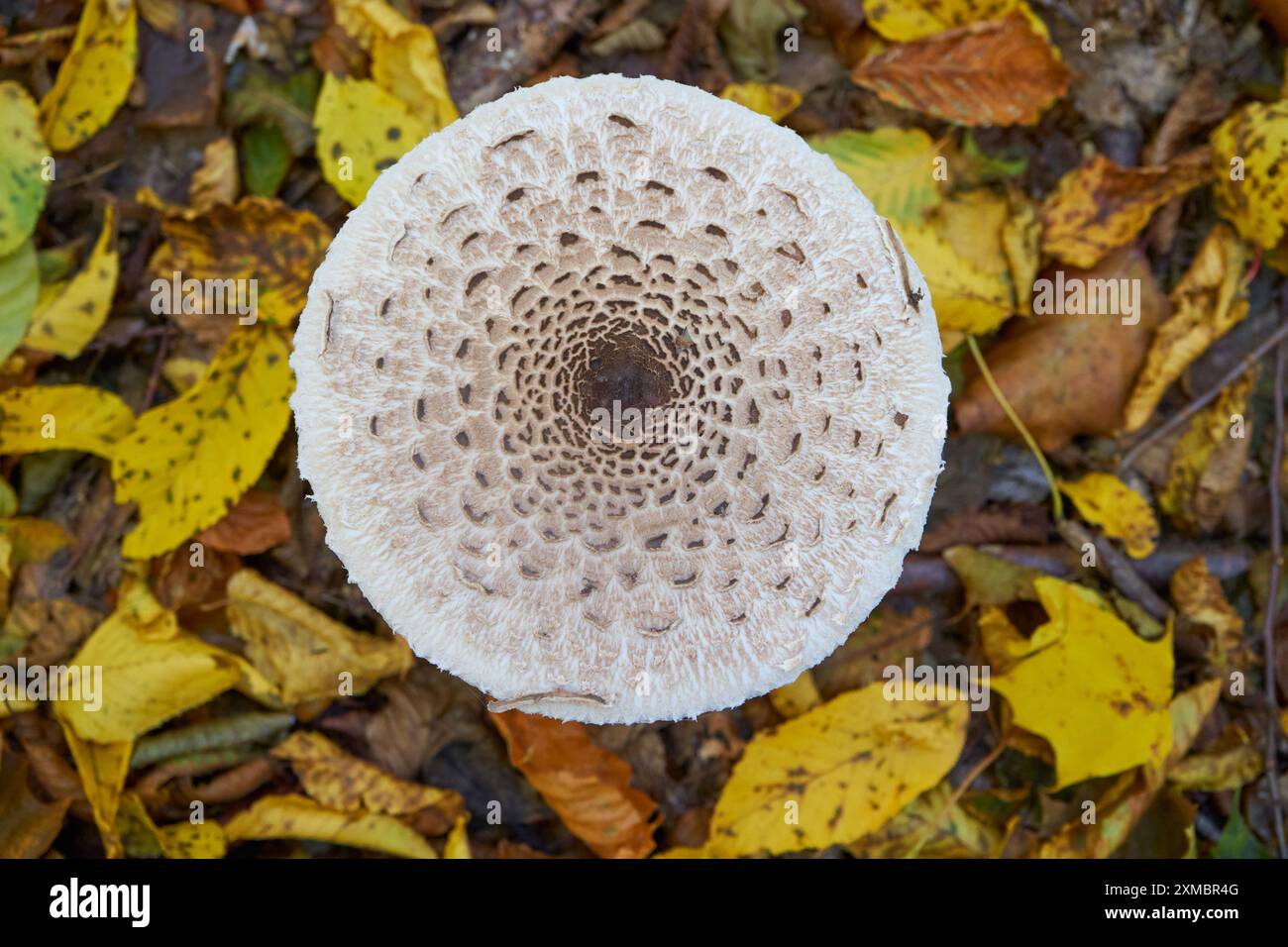 round mushroom hat on a background of yellow leaves in the forest Stock ...