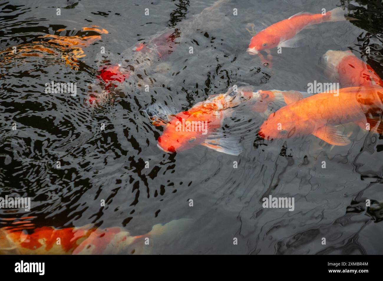 Orange white multi colored koi carp hi-res stock photography and images ...
