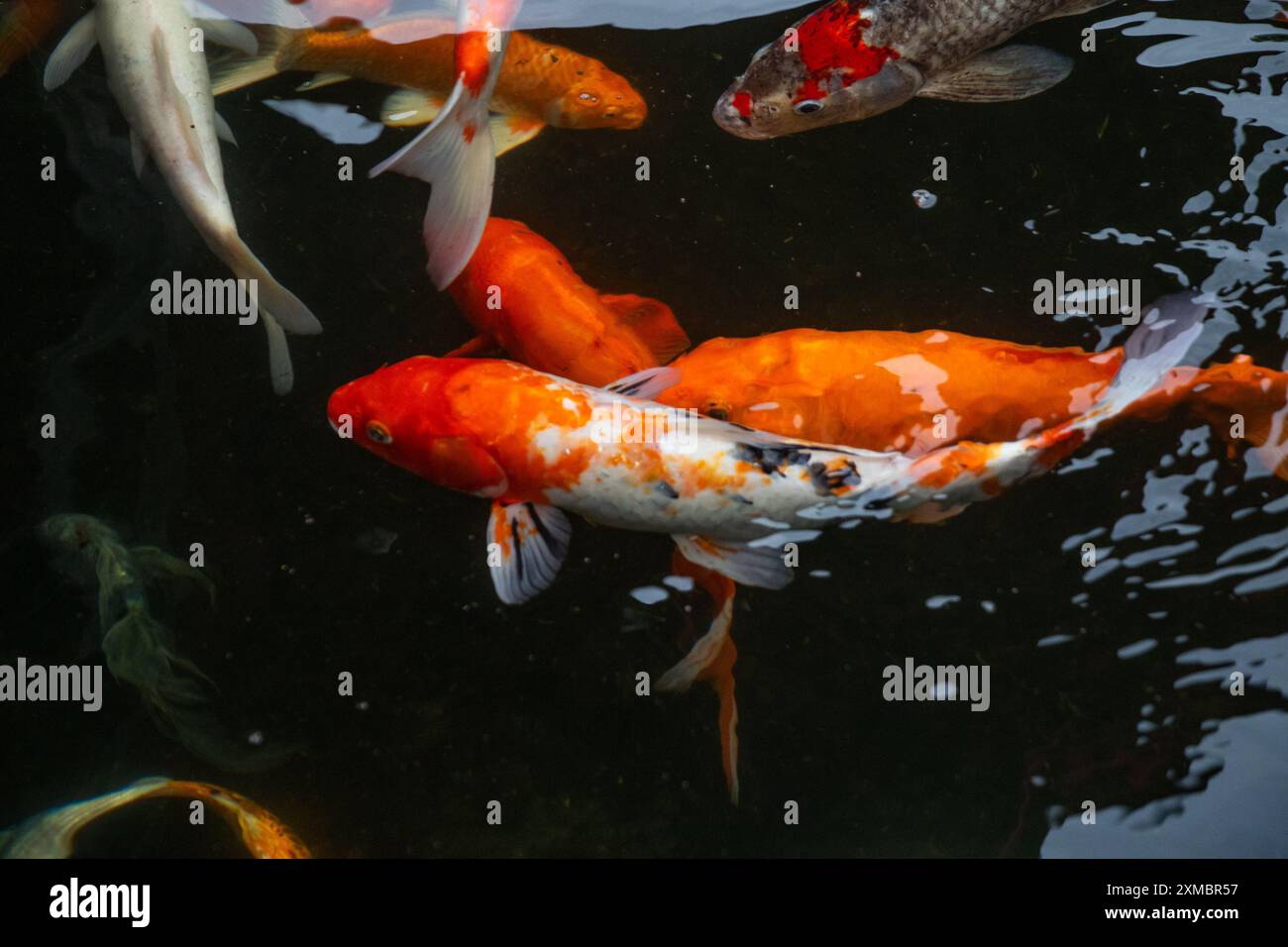 Orange white multi colored koi carp hi-res stock photography and images ...