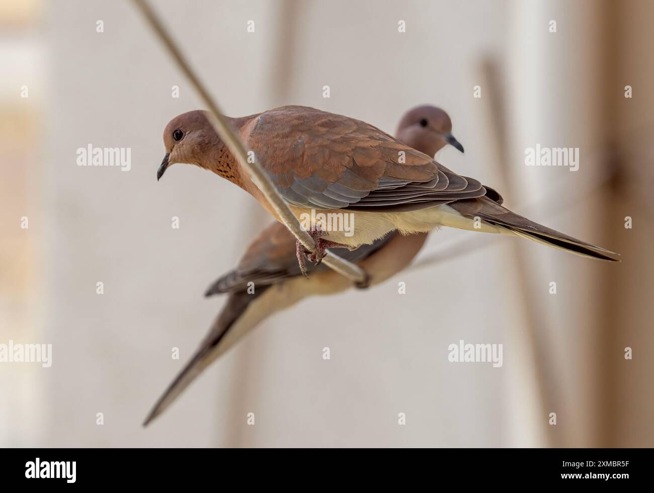 Turtle dove blue sky natural hi-res stock photography and images - Alamy