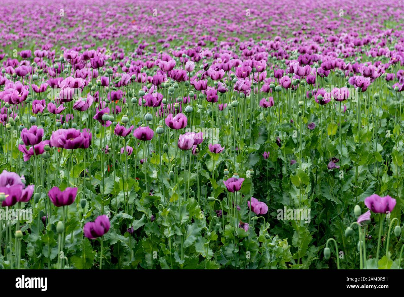 Flowering opium poppy Papaver somniferum on a field in spring. Opium poppy, Papaver somniferum ...