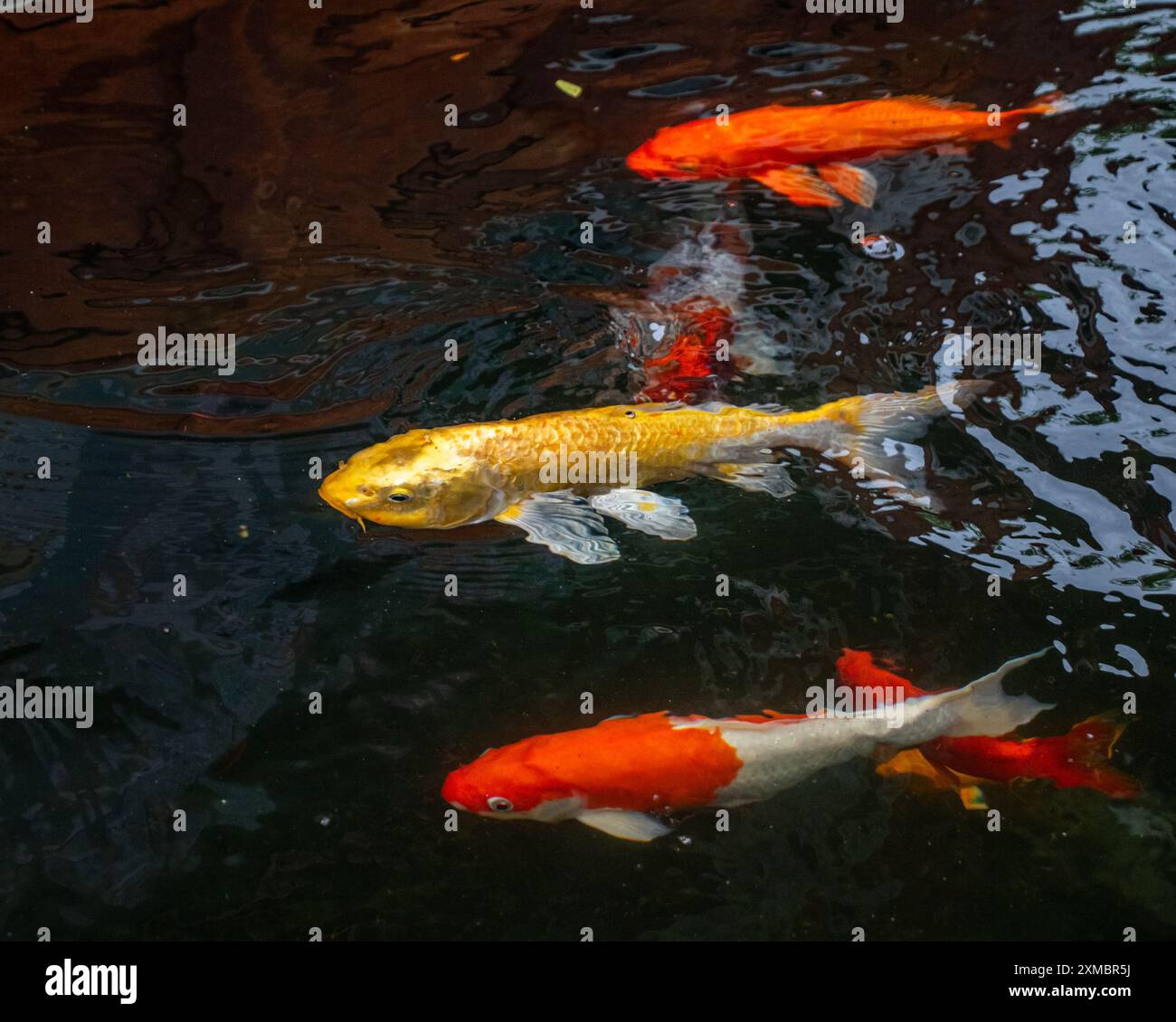 Orange white multi colored koi carp hi-res stock photography and images ...