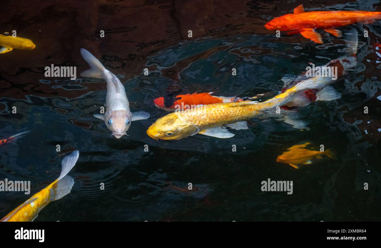 Orange white multi colored koi carp hi-res stock photography and images ...